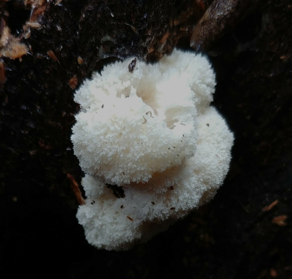 Tooth Fungi from DeKalb, Georgia, United States on November 08, 2022 at ...
