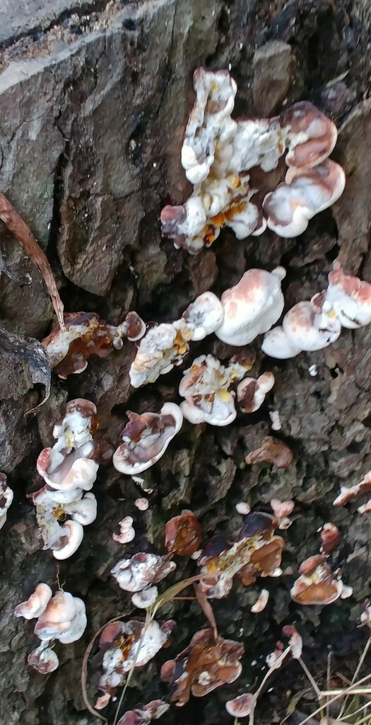 Rosy Conk from DeKalb, Georgia, United States on November 08, 2022 at ...