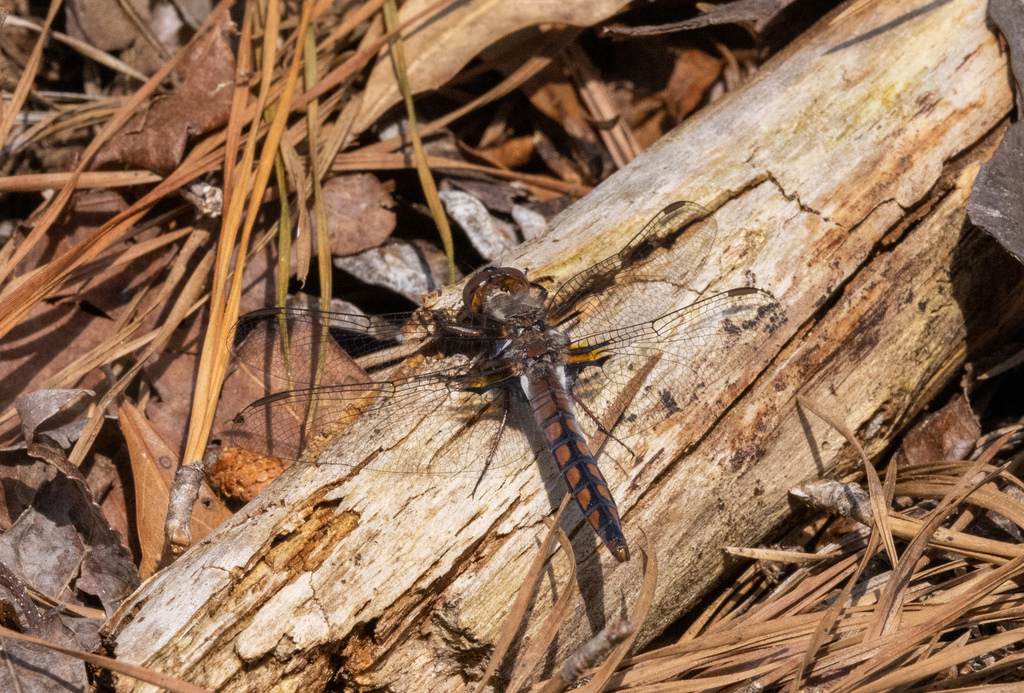 Blue Corporal from Bladen County, NC, USA on March 23, 2023 at 12:10 PM ...