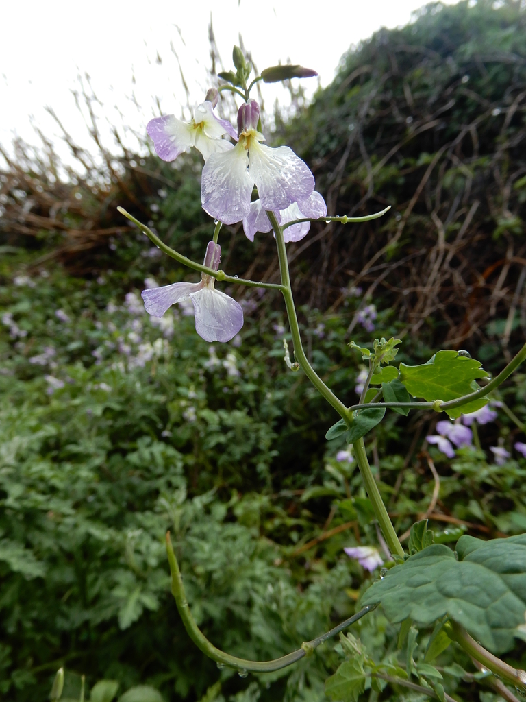 garden radish from Lienkiang (Matsu Islands), Fujian, Taiwan on March ...