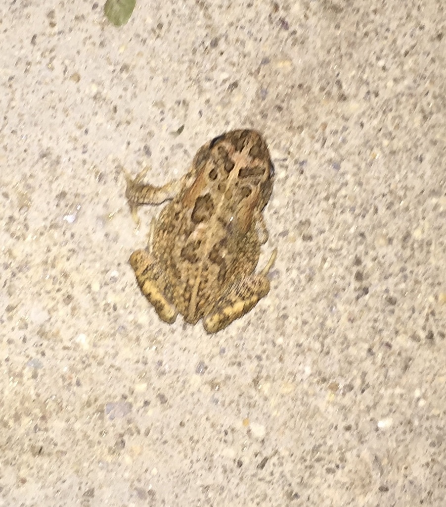 African Toads from 13, Masvingo, ZW on November 21, 2015 at 03:14 AM by ...