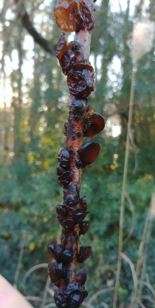 Exidia recisa from Gwinnett, Georgia, United States on December 17 ...