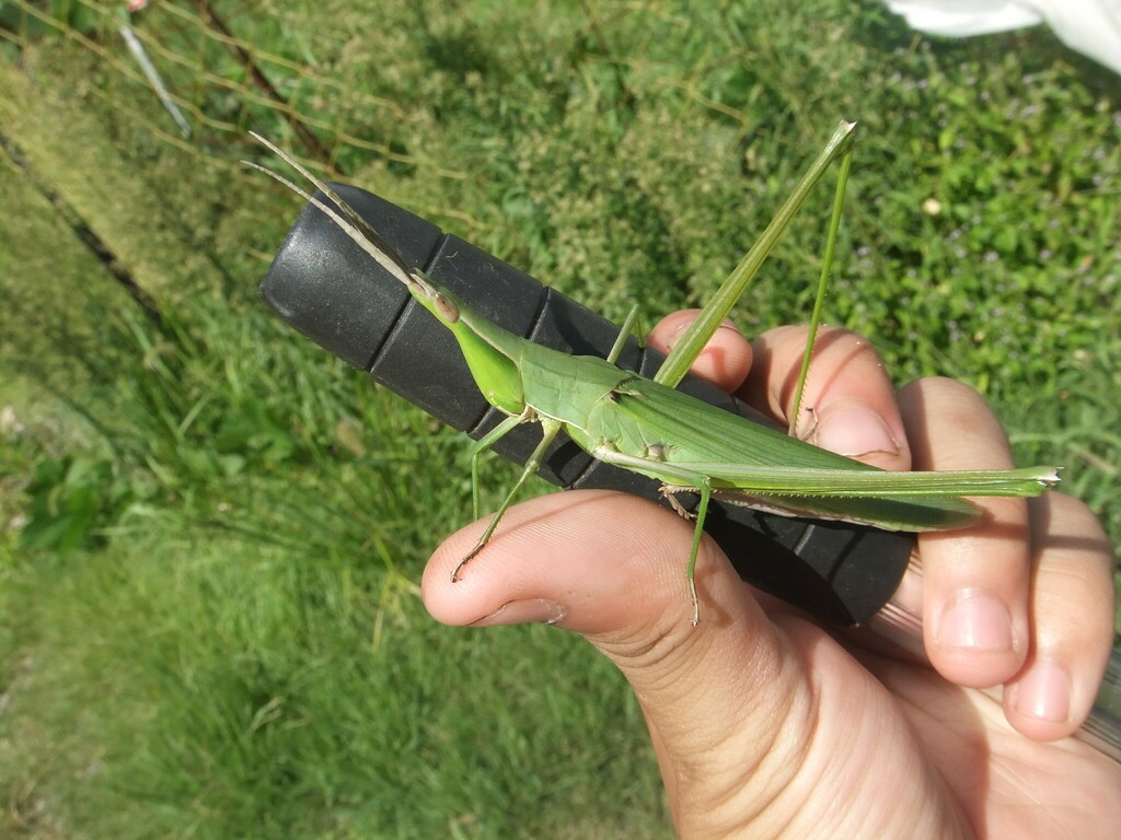 Oriental Longheaded Locust from 日本、〒290-0536 千葉県市原市戸面 on September 11 ...