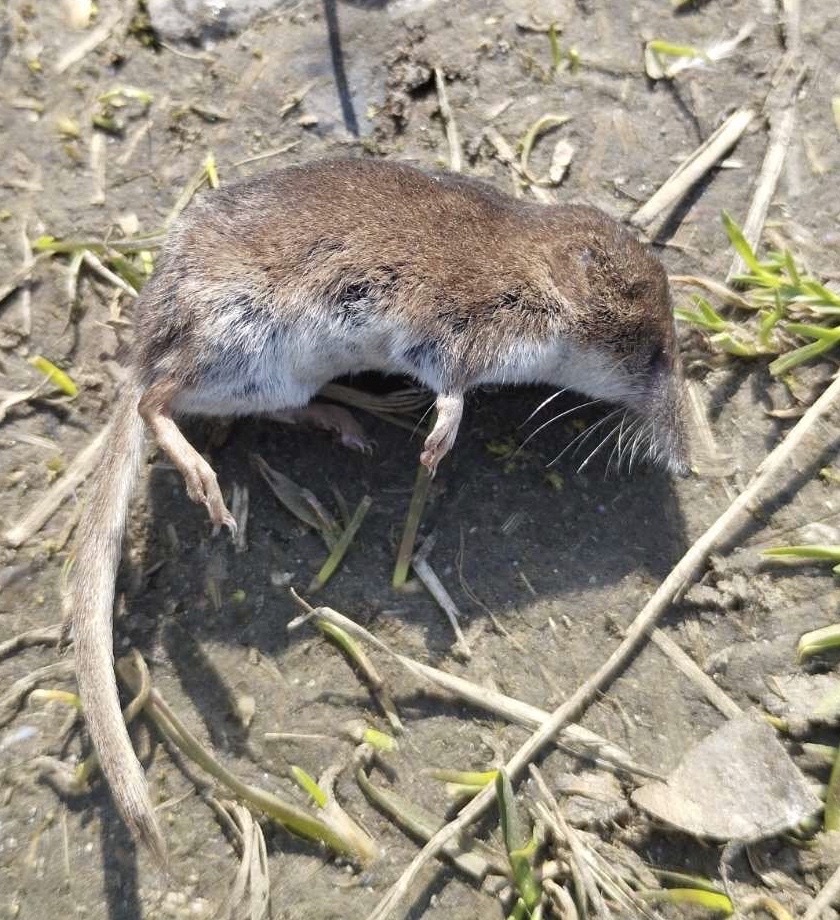 Sorex minutus Linnaeus, 1766