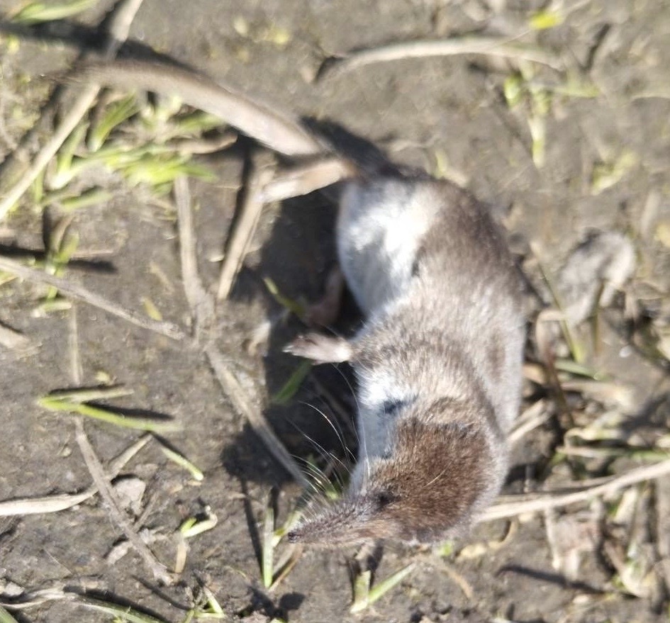 Sorex minutus Linnaeus, 1766