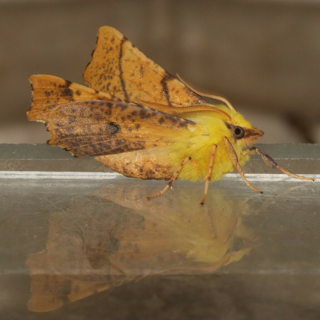 Canary-shouldered Thorn from Surrey, UK on August 05, 2021 at 12:22 AM ...
