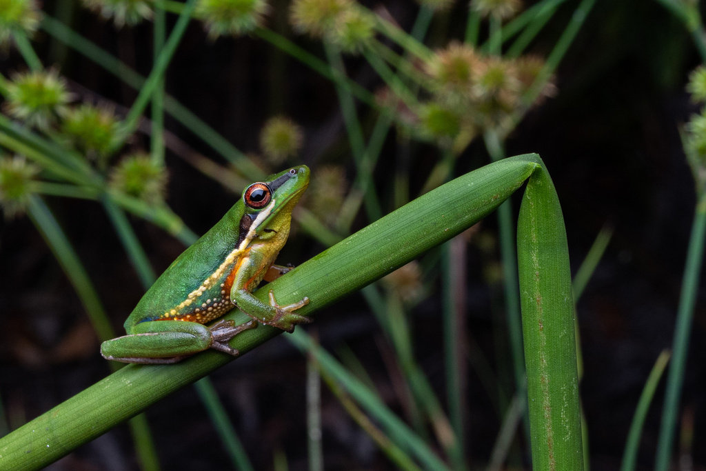 Wallum Sedge Frog (Cedar Creek) · iNaturalist