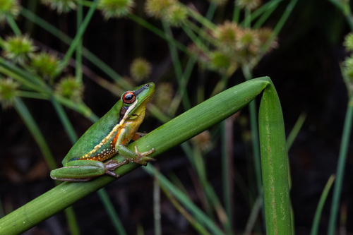 Wallum Sedge Frog (Cedar Creek) · iNaturalist