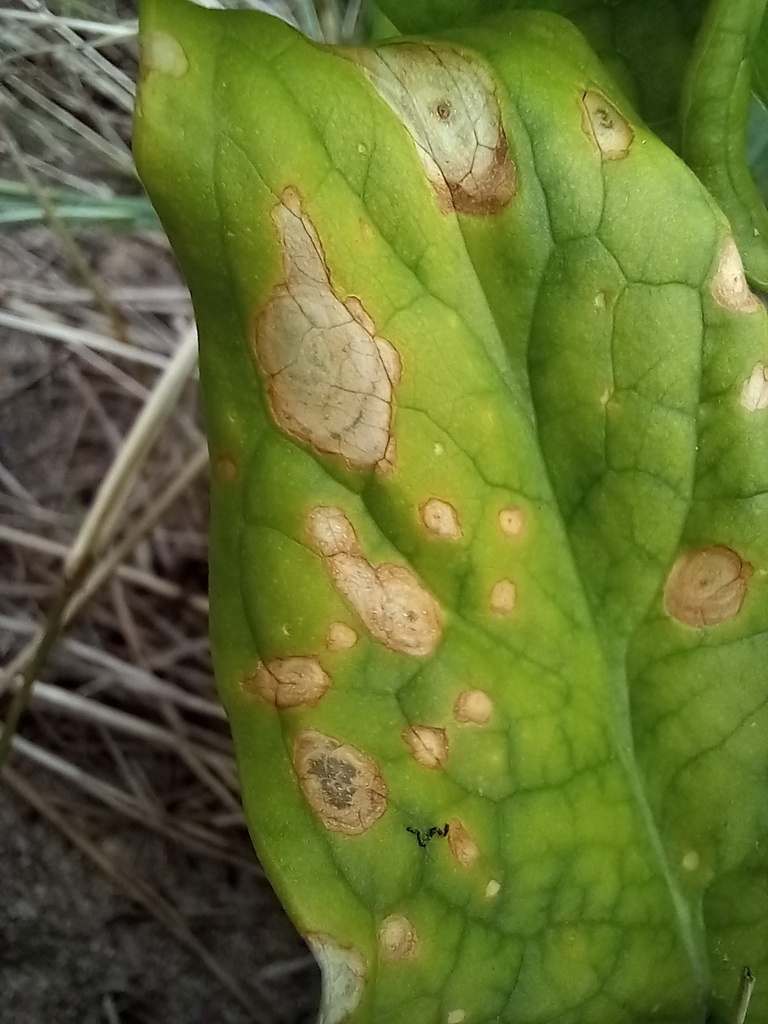 Phyllosiphon ari from Escola Secundária José Gomes Ferreira on March 24 ...