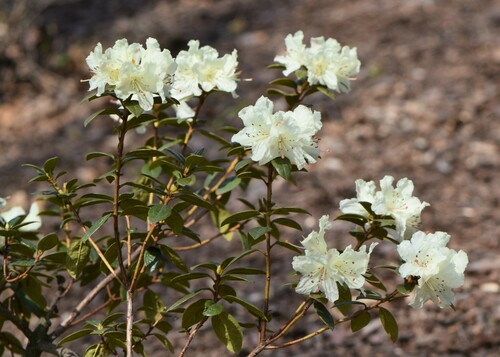 Subsection Uniflora · iNaturalist