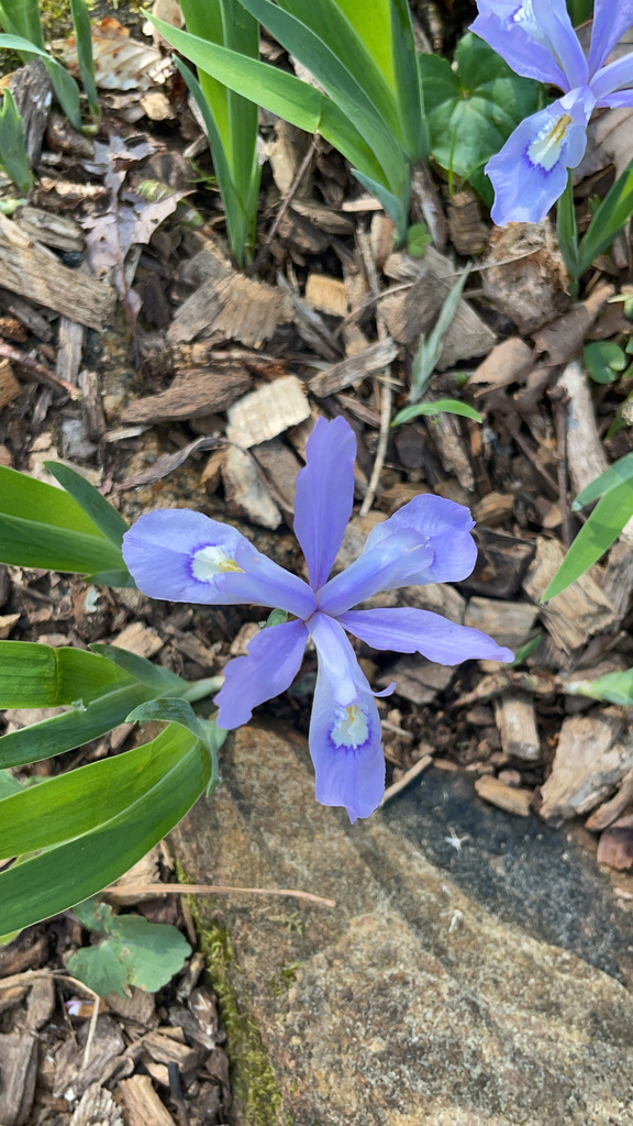 dwarf crested iris from State Botanical Garden of Georgia, Athens, GA ...