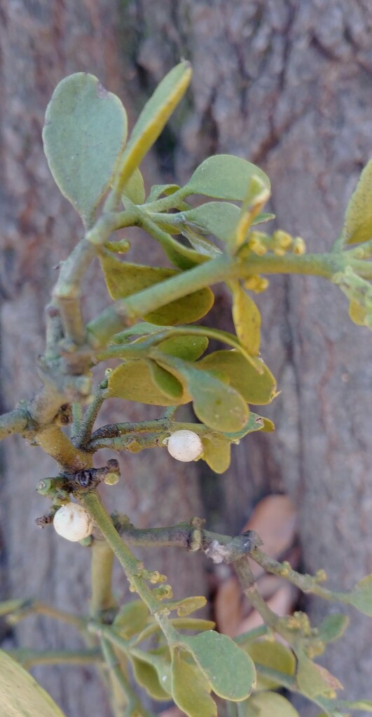 American Mistletoe from Druid Hills, GA, USA on January 09, 2022 at 01: ...