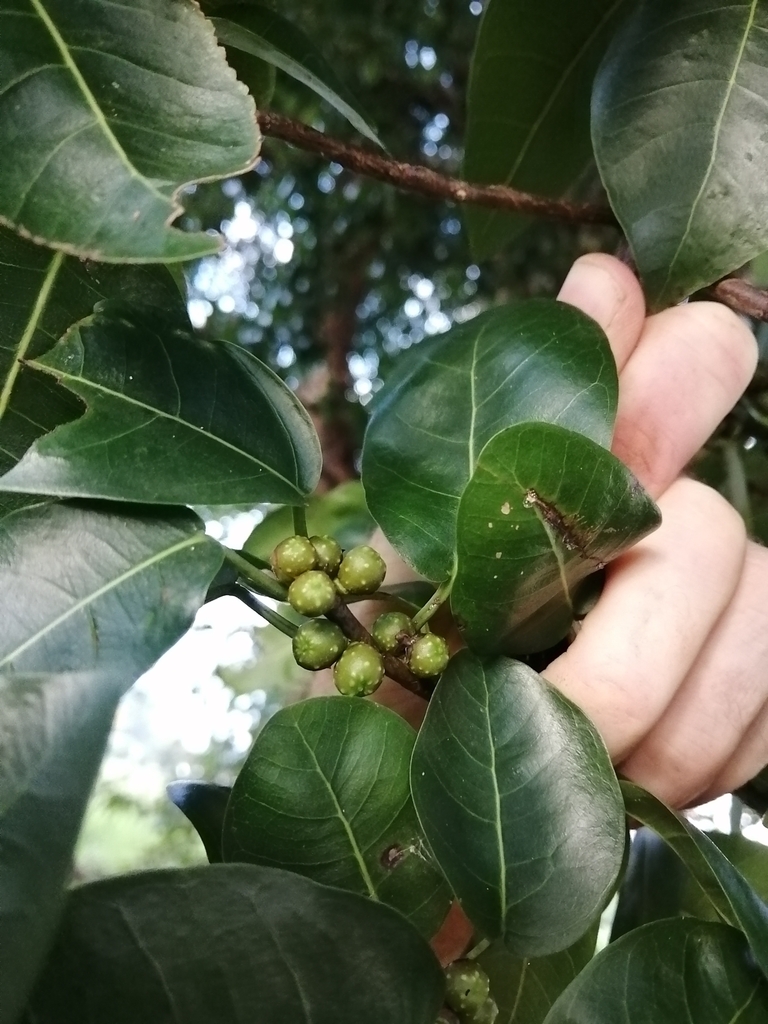 Common Wild Fig (Ficus thonningii) - Botanical Realm