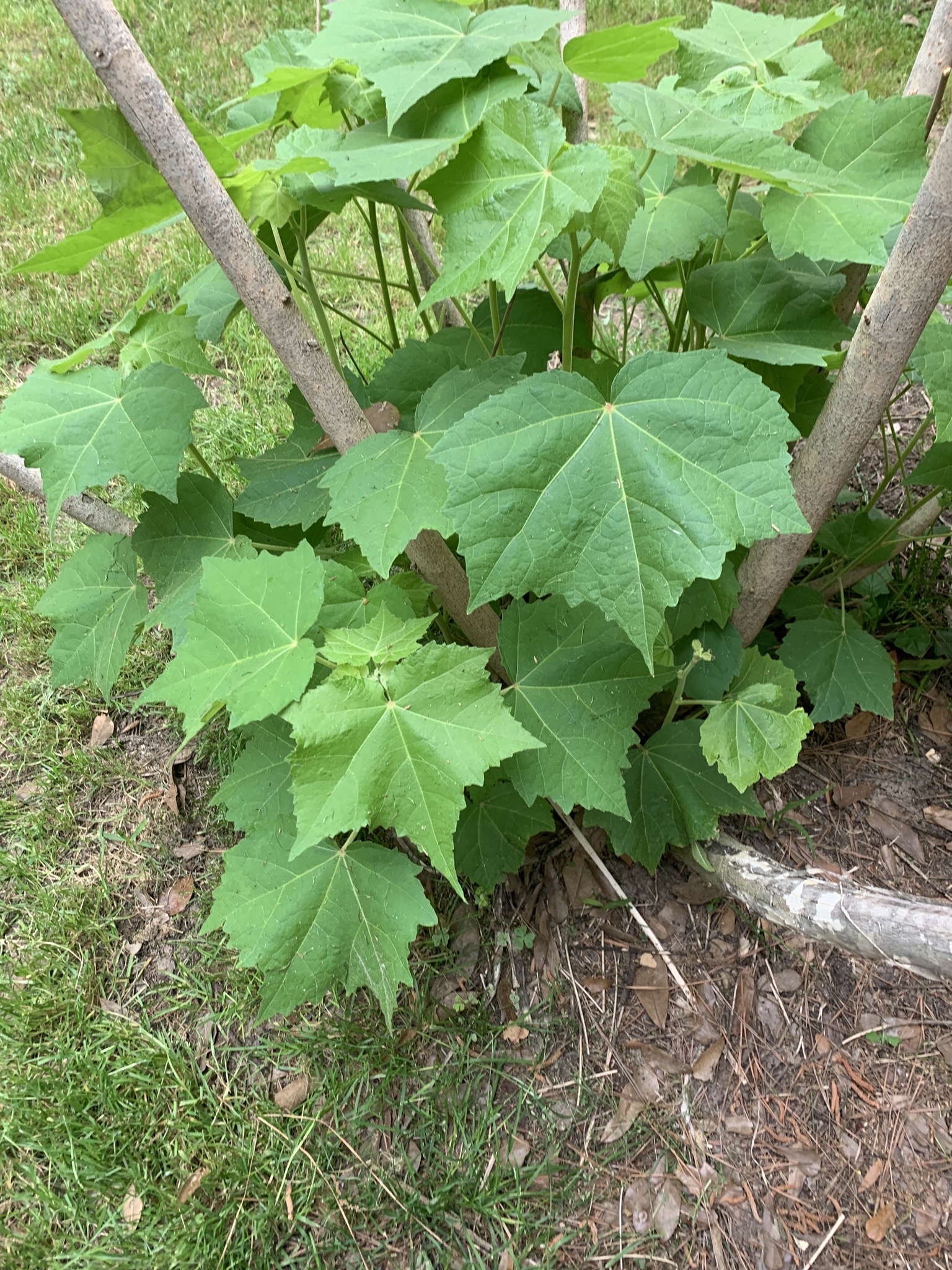 Hibiscus mutabilis L.