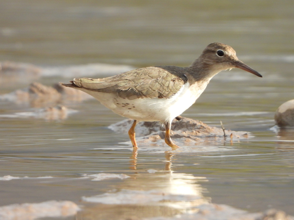 Spotted Sandpiper from Ramos Arizpe, Coah., México on March 23, 2023 at ...