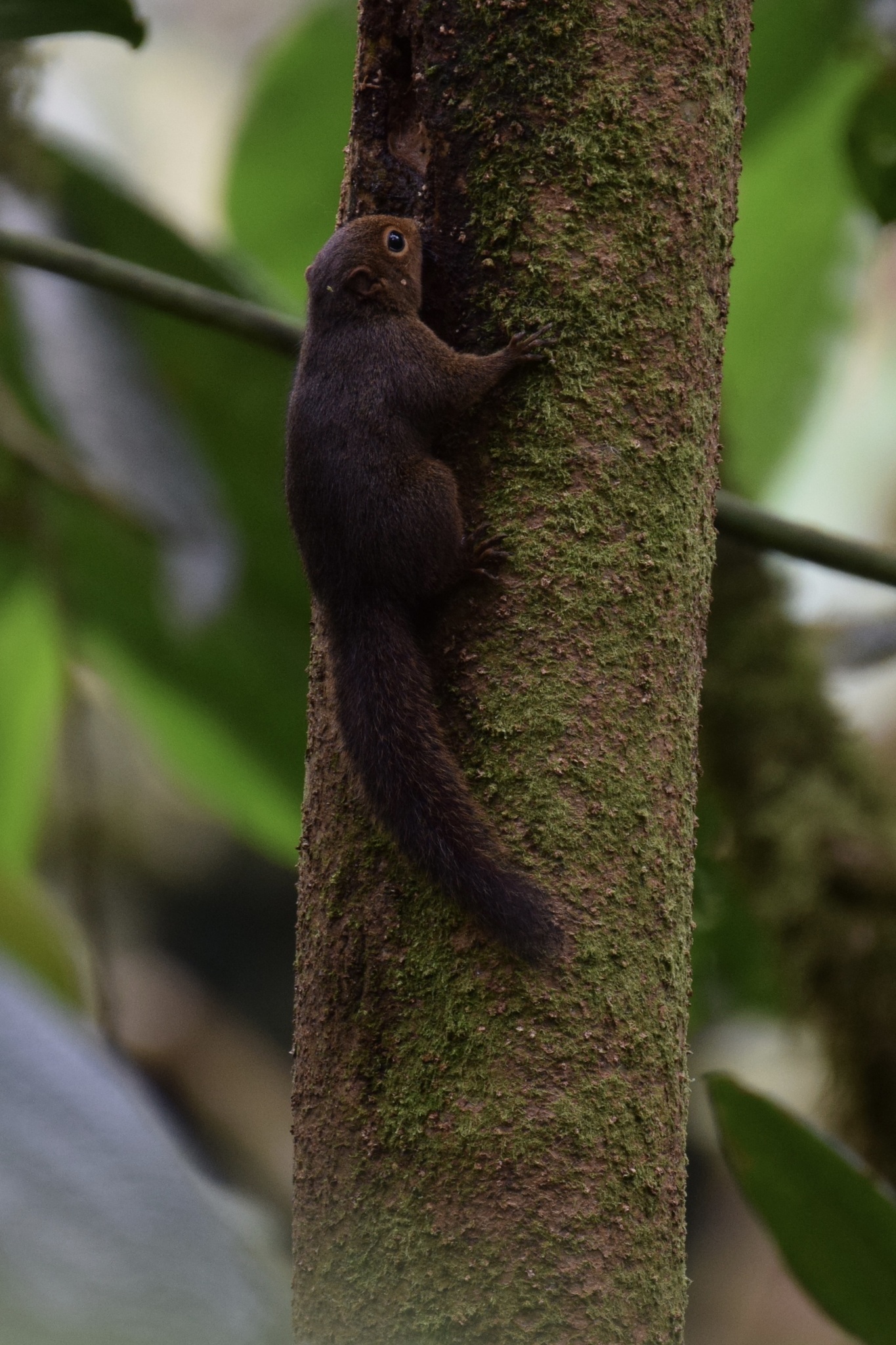 Microsciurus mimulus (Thomas, 1898)
