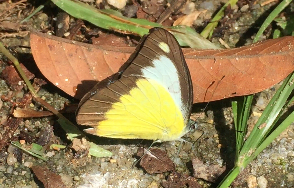 Appias lyncida (Cramer, 1779)