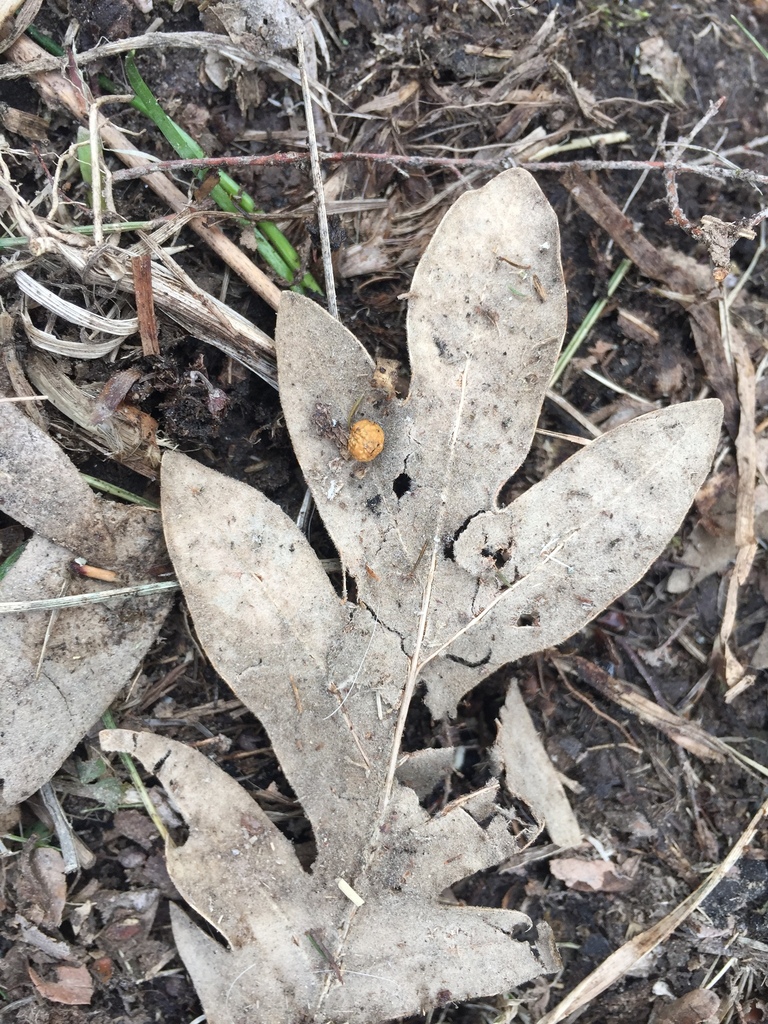 Cherry Gall Wasp from Madrid, España on February 15, 2023 at 11:41 AM ...