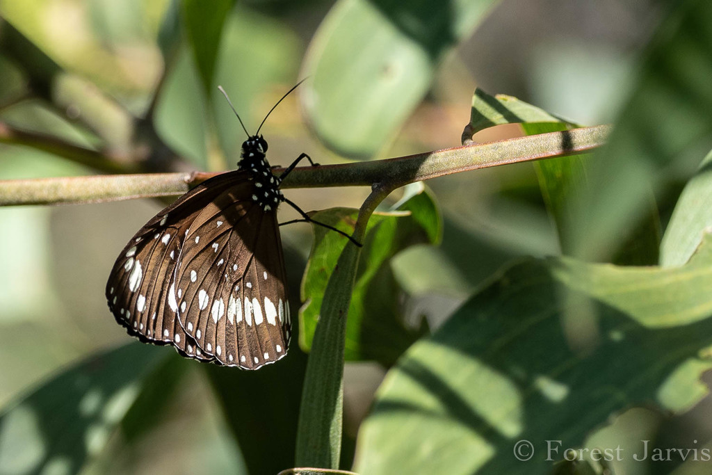 Common Australian Crow from Griffin QLD 4503, Australia on June 16 ...