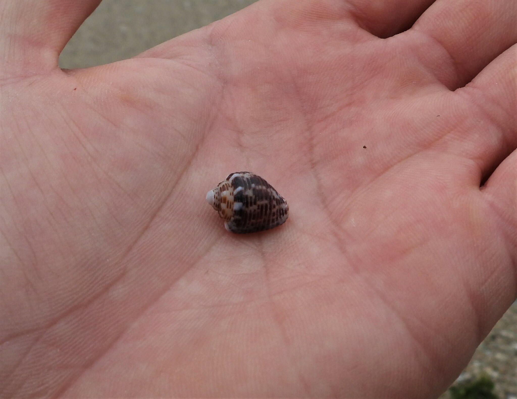 Columbella mercatoria (Linnaeus, 1758)