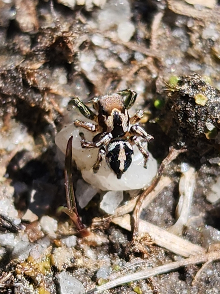 Habronattus notialis from Elgin, SC, USA on March 24, 2023 at 12:44 PM ...
