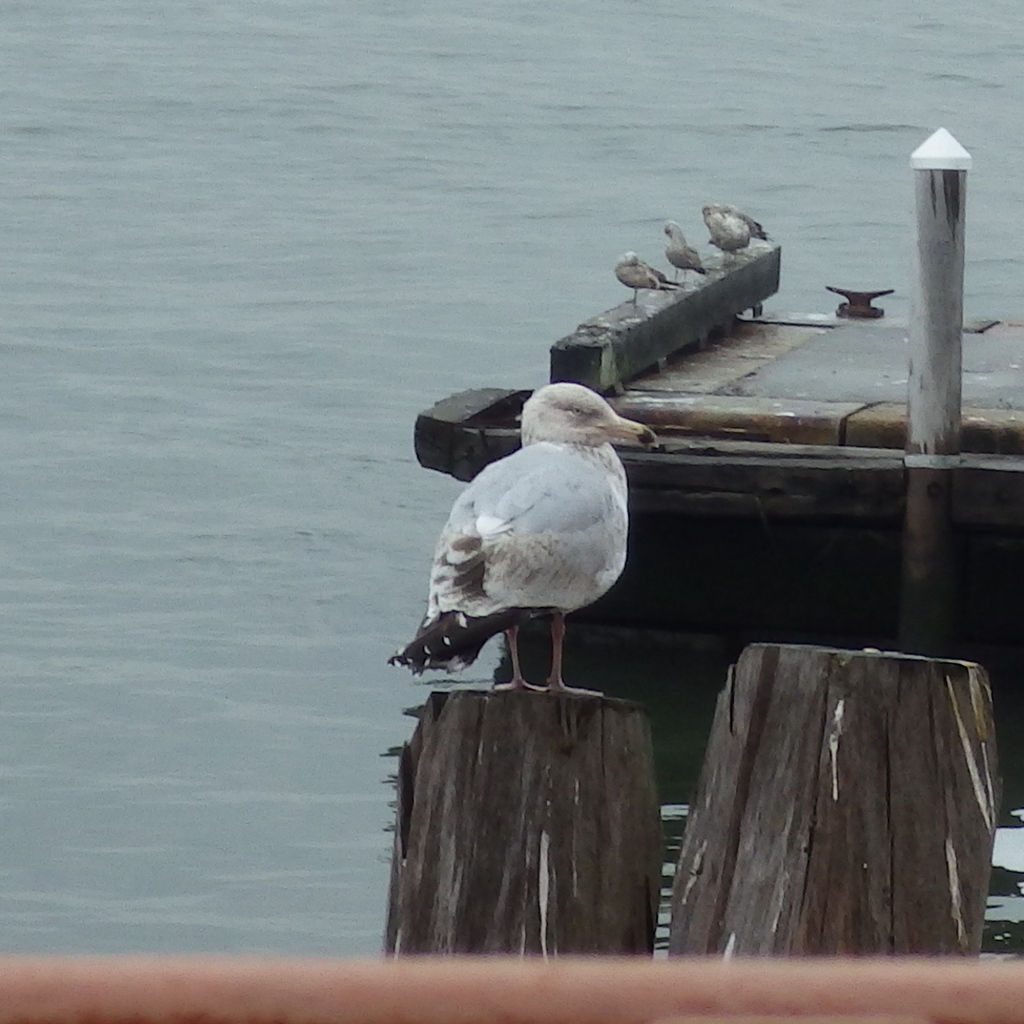 Large White-headed Gulls from Manhattan, New York, NY, USA on March 23 ...