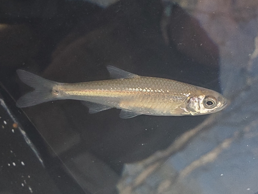 Spottail Shiner from Ware Shoals, SC 29692, USA on March 18, 2023 at 12 ...