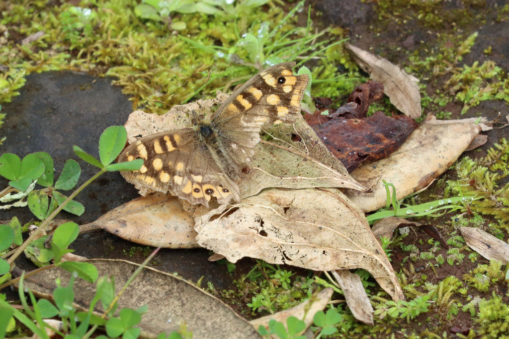 Speckled Wood from Sao Goncalo, Portugal on March 03, 2023 at 11:07 AM ...