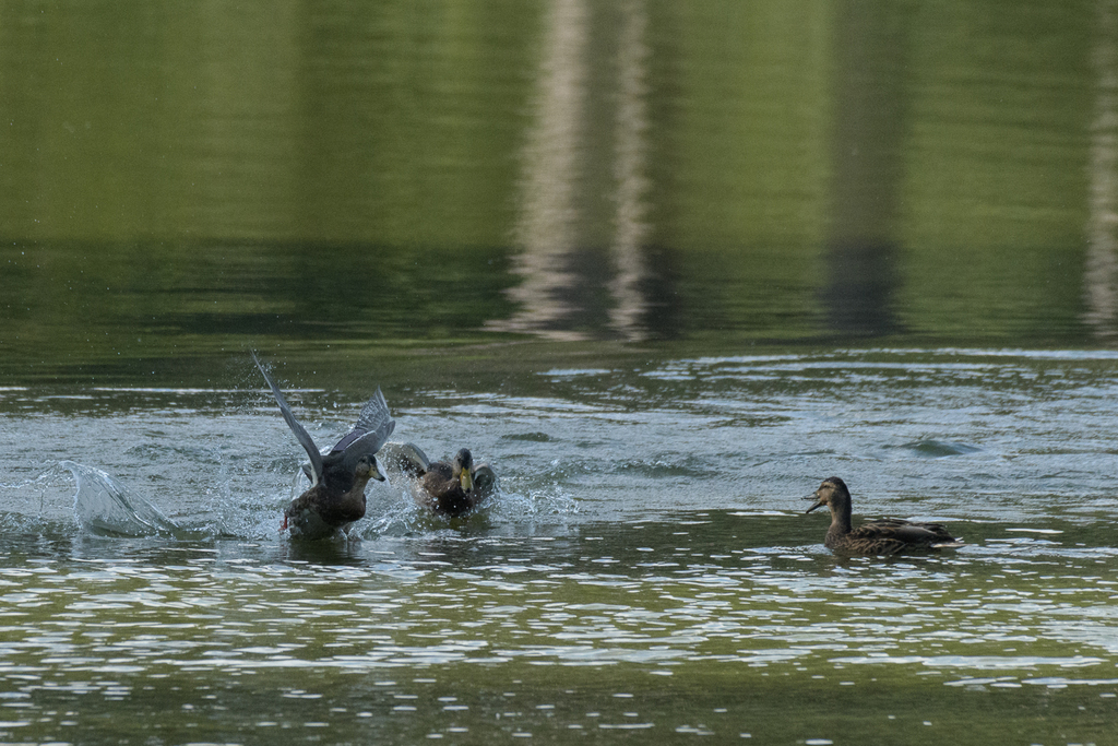 Mallard from Lacul Reci, Romania on September 4, 2021 at 04:21 PM by ...