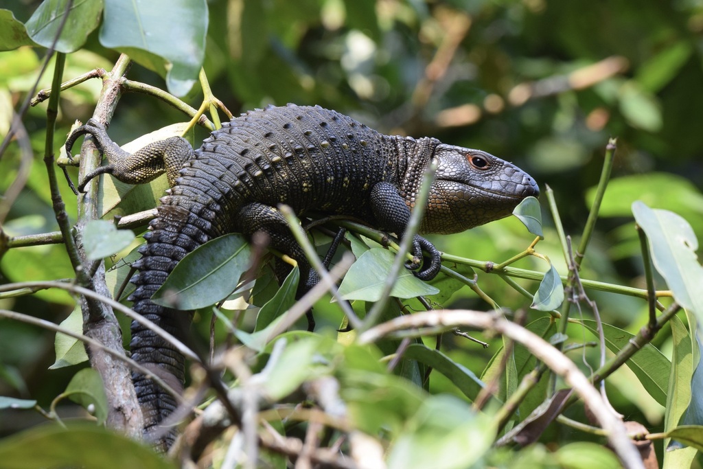 Northern Caiman Lizard from Francisco de Orellana, Ecuador on March 18 ...