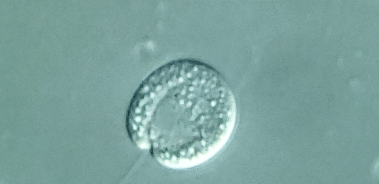 Protaspa from Springs, NY 11937, USA on March 22, 2023 at 01:09 PM by ...