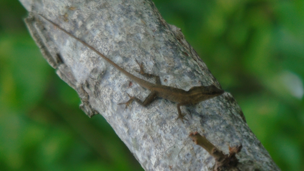 Moist Forest Anole from Corn Island on March 13, 2023 at 09:56 PM by ...