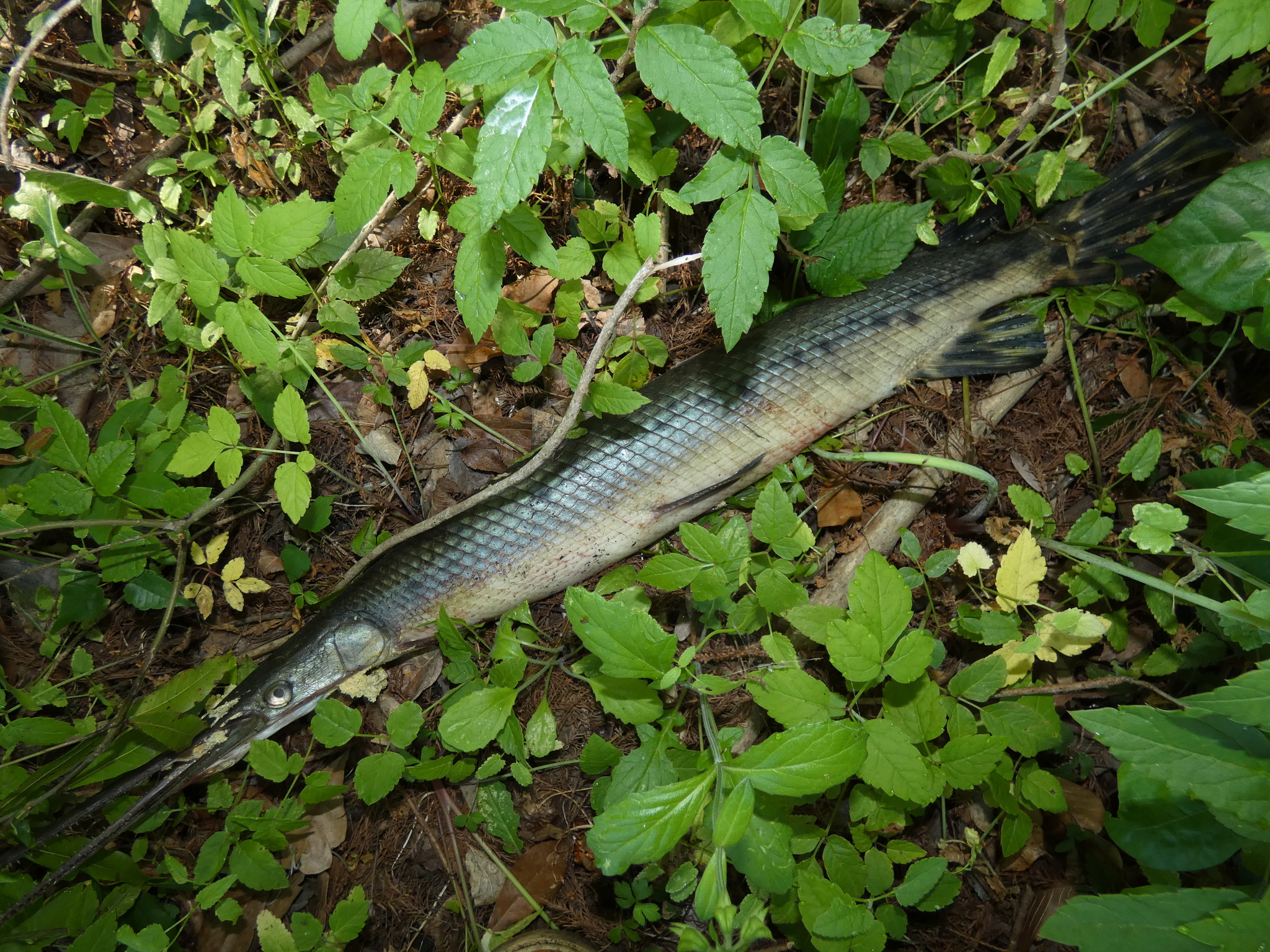 Lepisosteus osseus (Linnaeus, 1758)