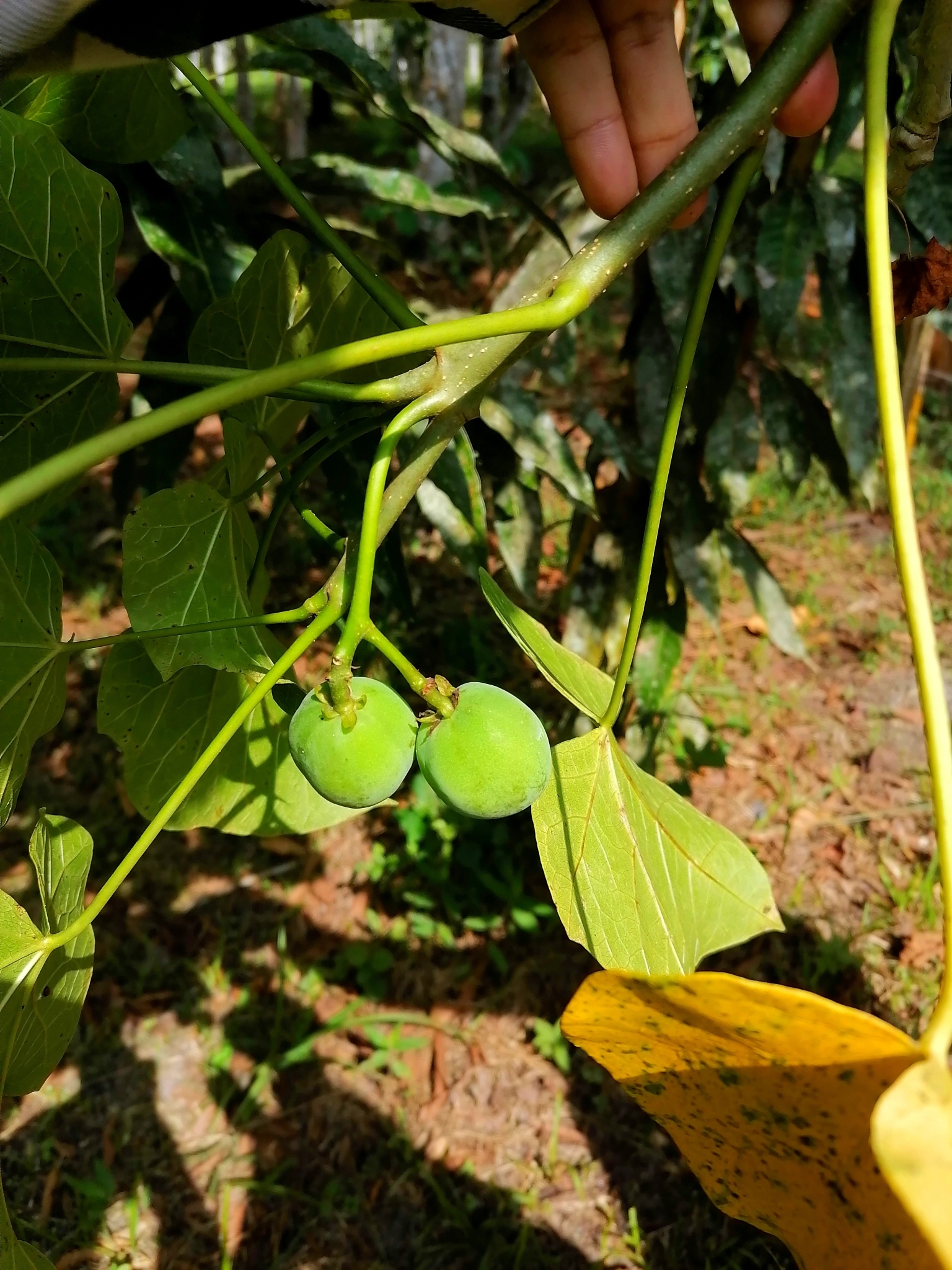 Jatropha curcas L.