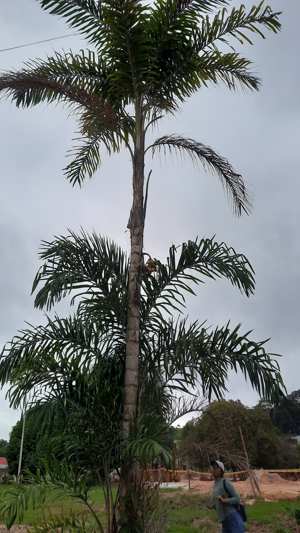 Bactris gasipaes Kunth