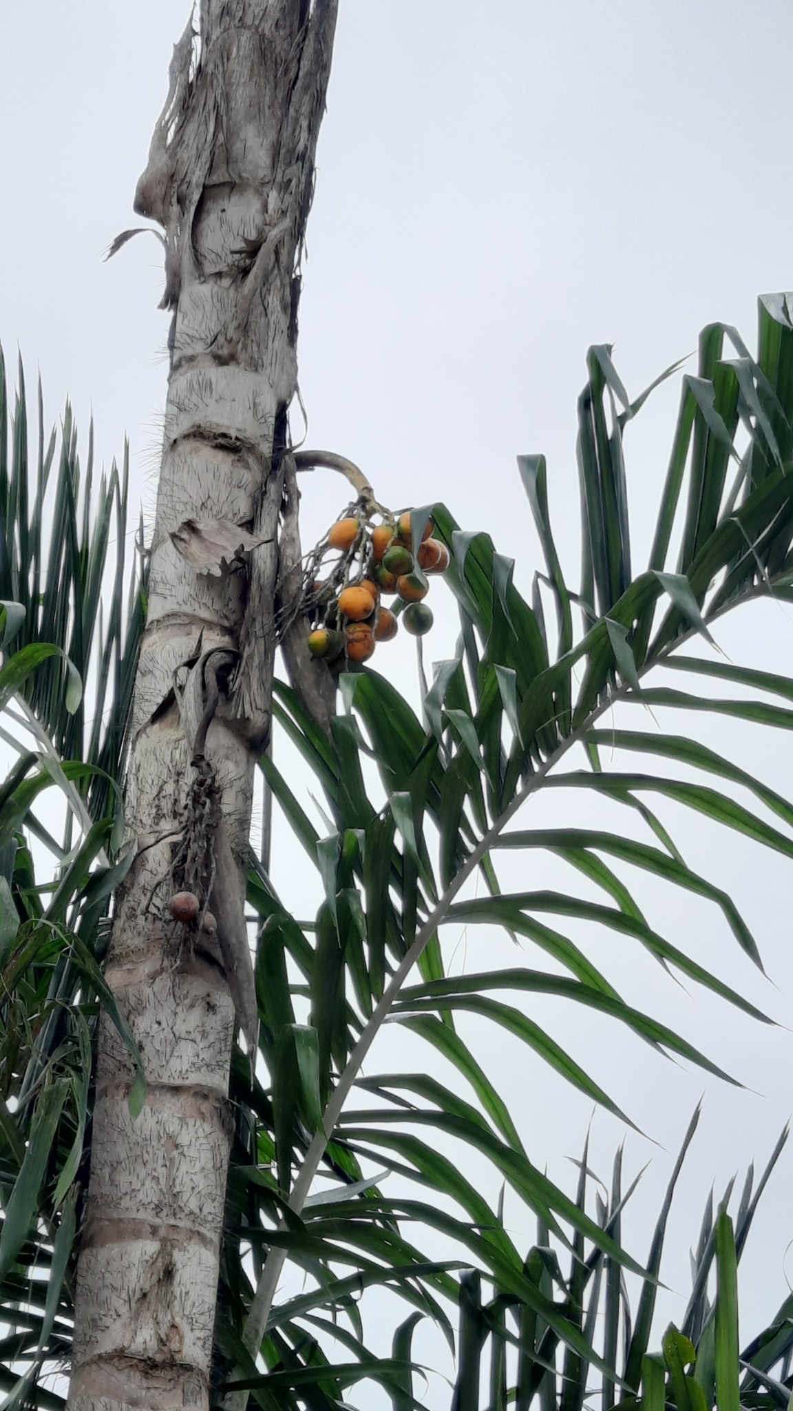 Bactris gasipaes Kunth