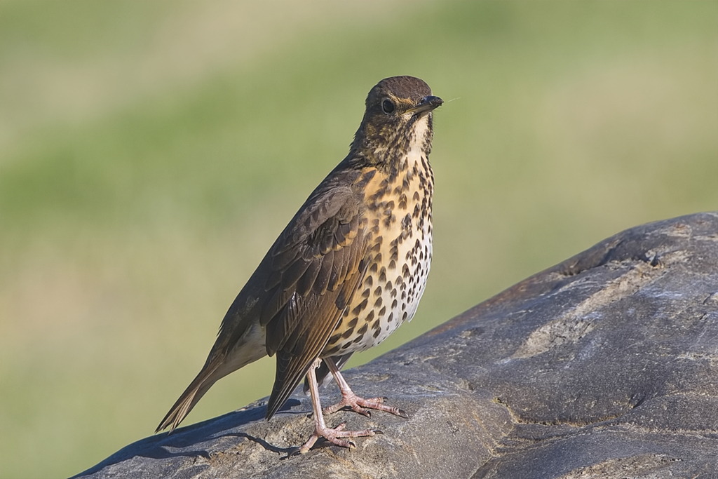Song Thrush from Mount Maunganui, New Zealand on March 23, 2023 at 04: ...