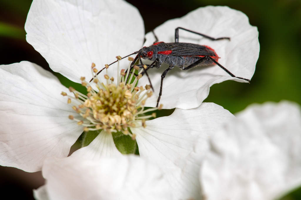 Red-shouldered Bug from Lewisville, TX, USA on March 23, 2023 at 02:10 ...