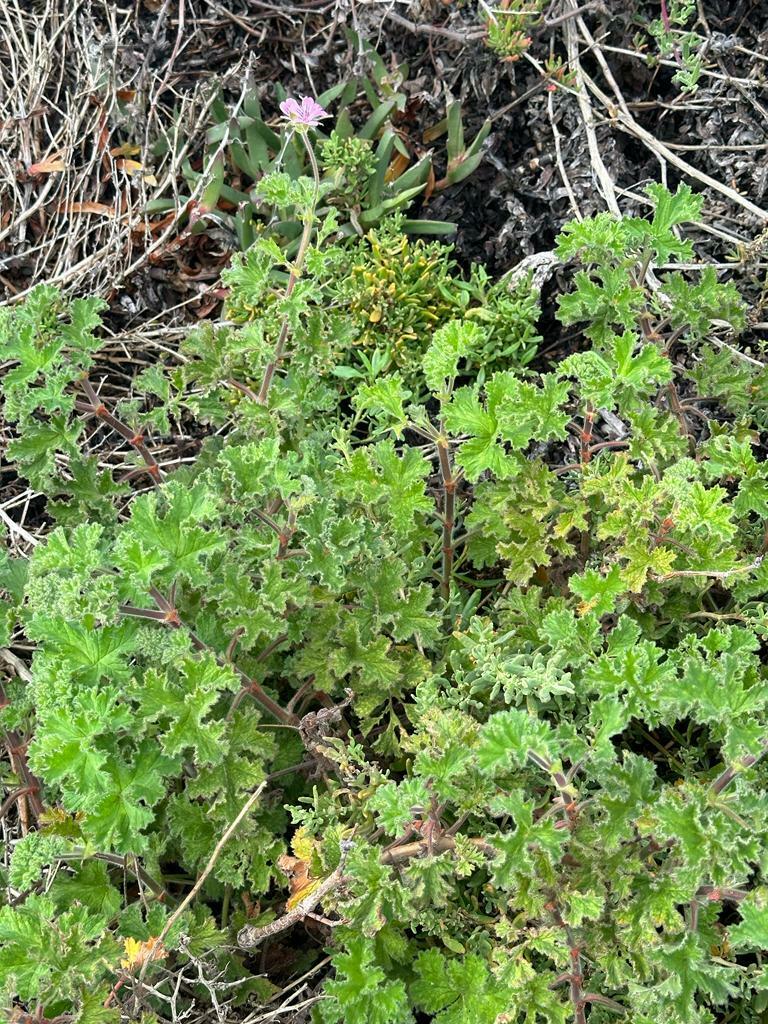 rose-scented geranium from Melkbosstrand Conservation Area, 7437, Cape ...