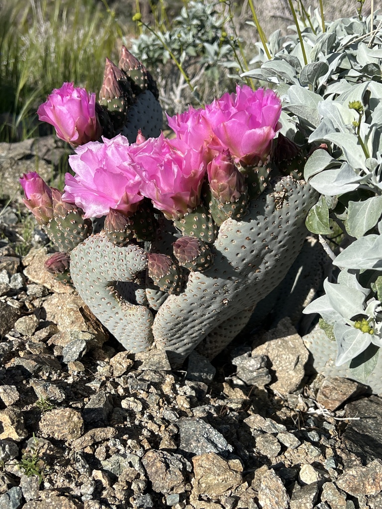Beavertail Pricklypear from Santa Rosa Wildlife Area, Riverside County ...