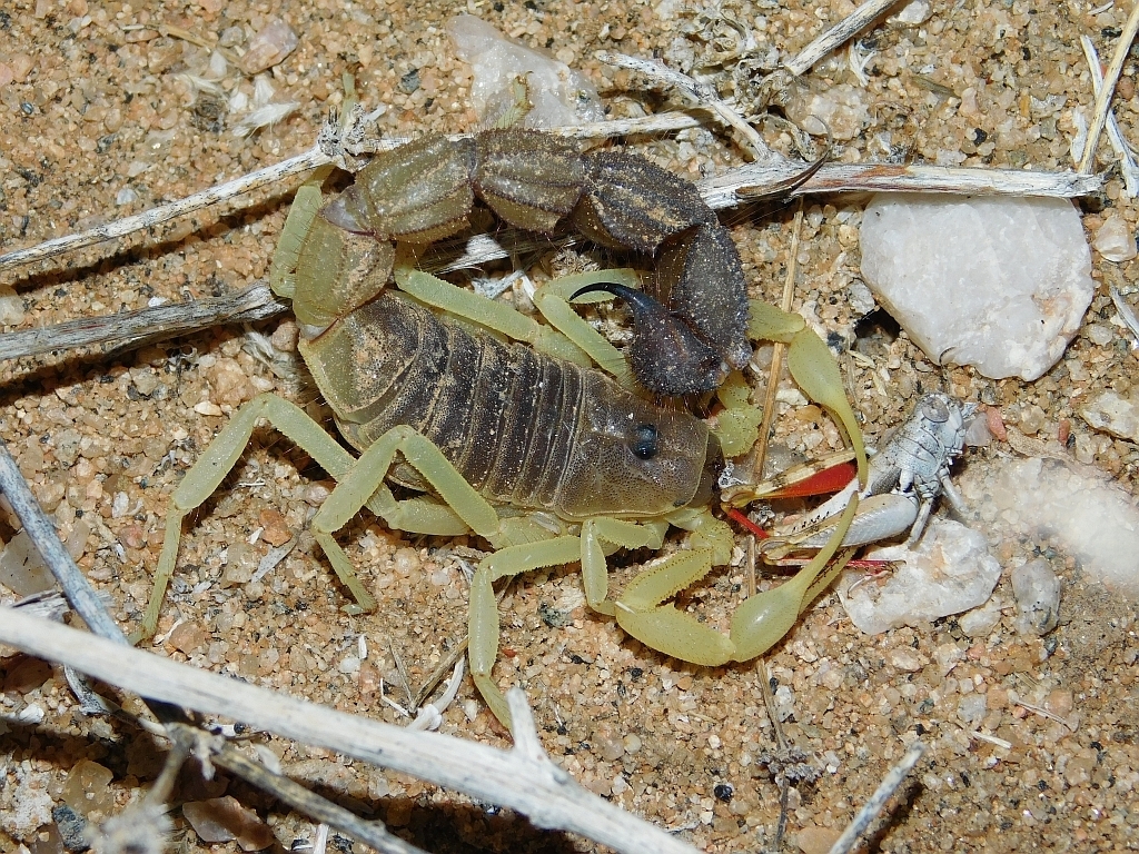 Burrowing Thicktail Scorpion from Namakwa District Municipality, South ...