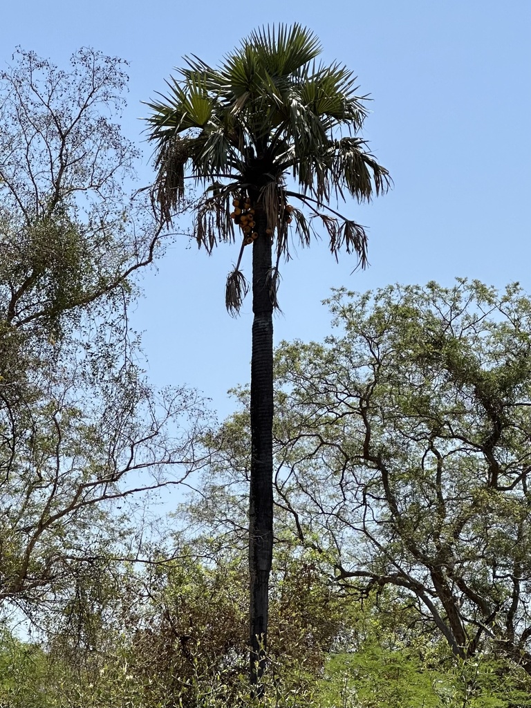 borassus palm from Barh Azoum, TD-SA, TD on March 23, 2023 at 10:27 AM ...