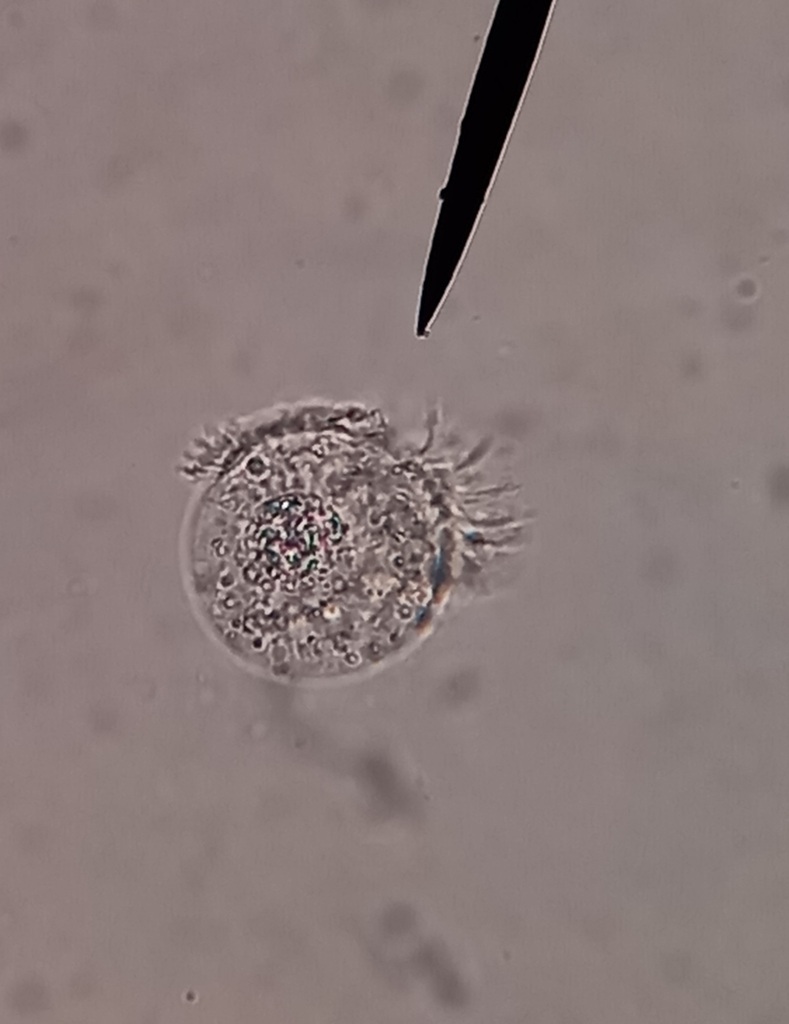 Halteria from Escola Secundária José Gomes Ferreira on March 24, 2023 ...