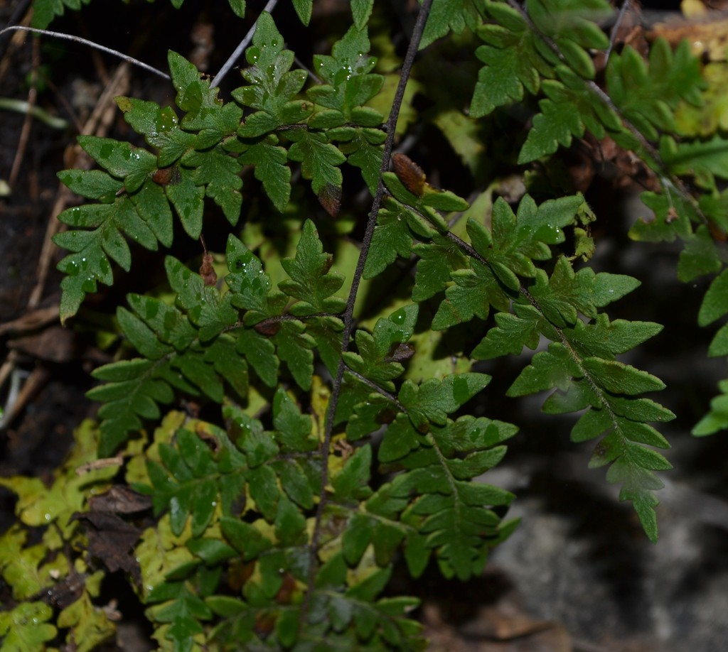 lip ferns from Gral Escobedo, N.L., México on October 07, 2018 at 10:21 ...