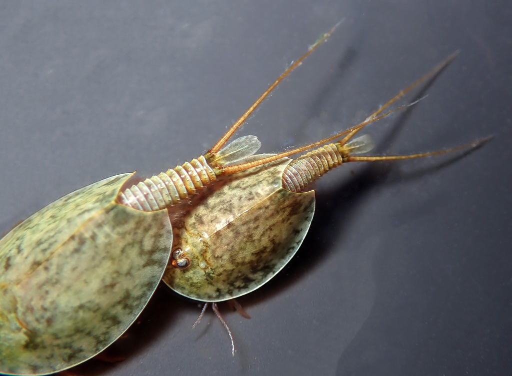 Vernal Pool Tadpole Shrimp in March 2023 by Robin Gwen Agarwal ...