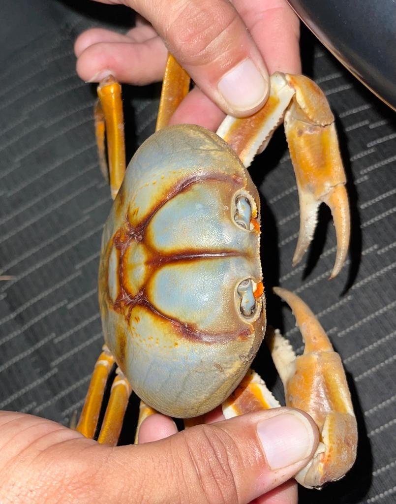 Gecarcinus ruricola (Linnaeus, 1758)