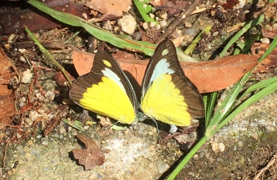 Appias lyncida (Cramer, 1779)