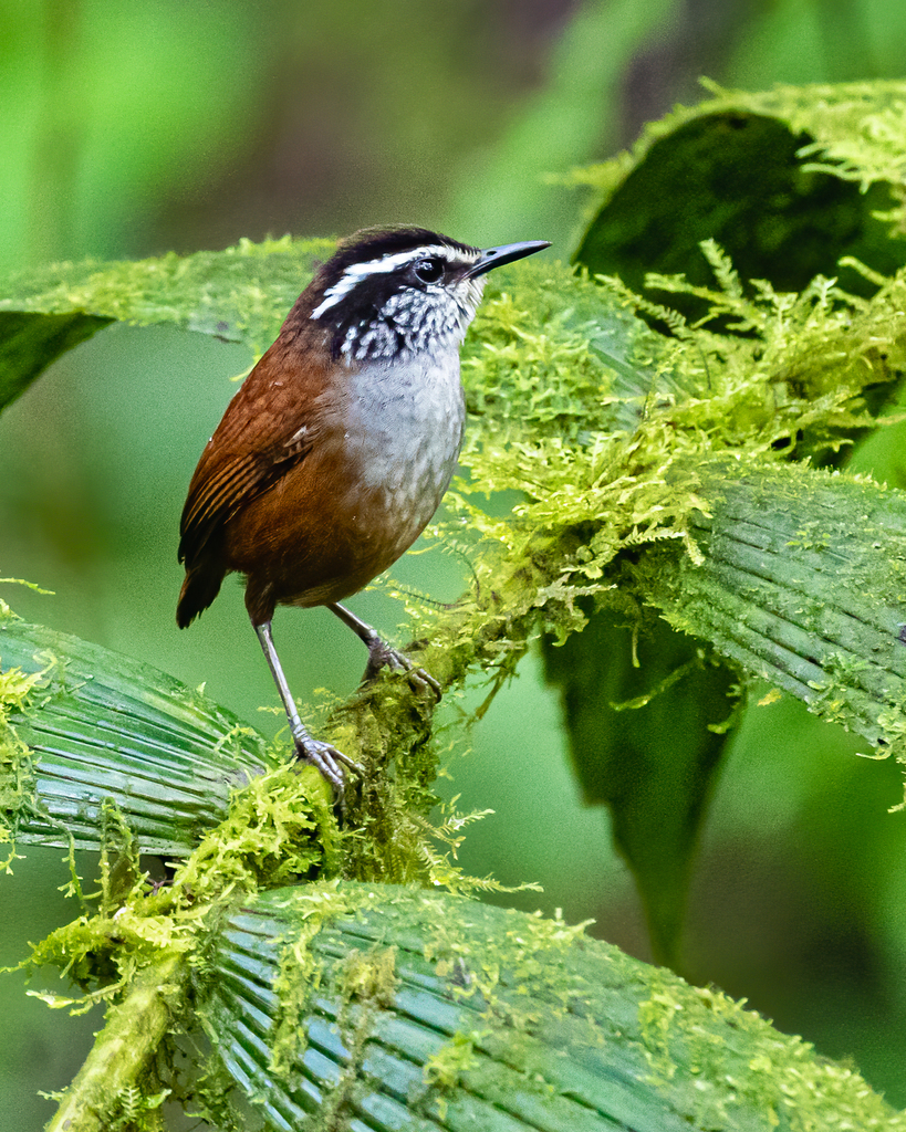 Gray-breasted Wood-Wren (Finca AGF Tucán del Choco Gualchan /Carchi ...