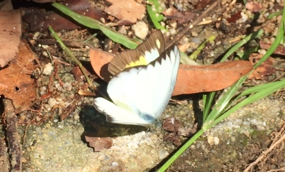 Appias lyncida (Cramer, 1779)