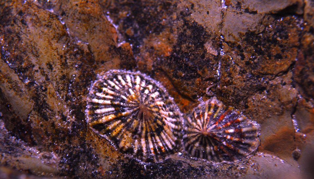 Striped False Limpet from Haycock Point, Carrickalinga SA 5204 ...
